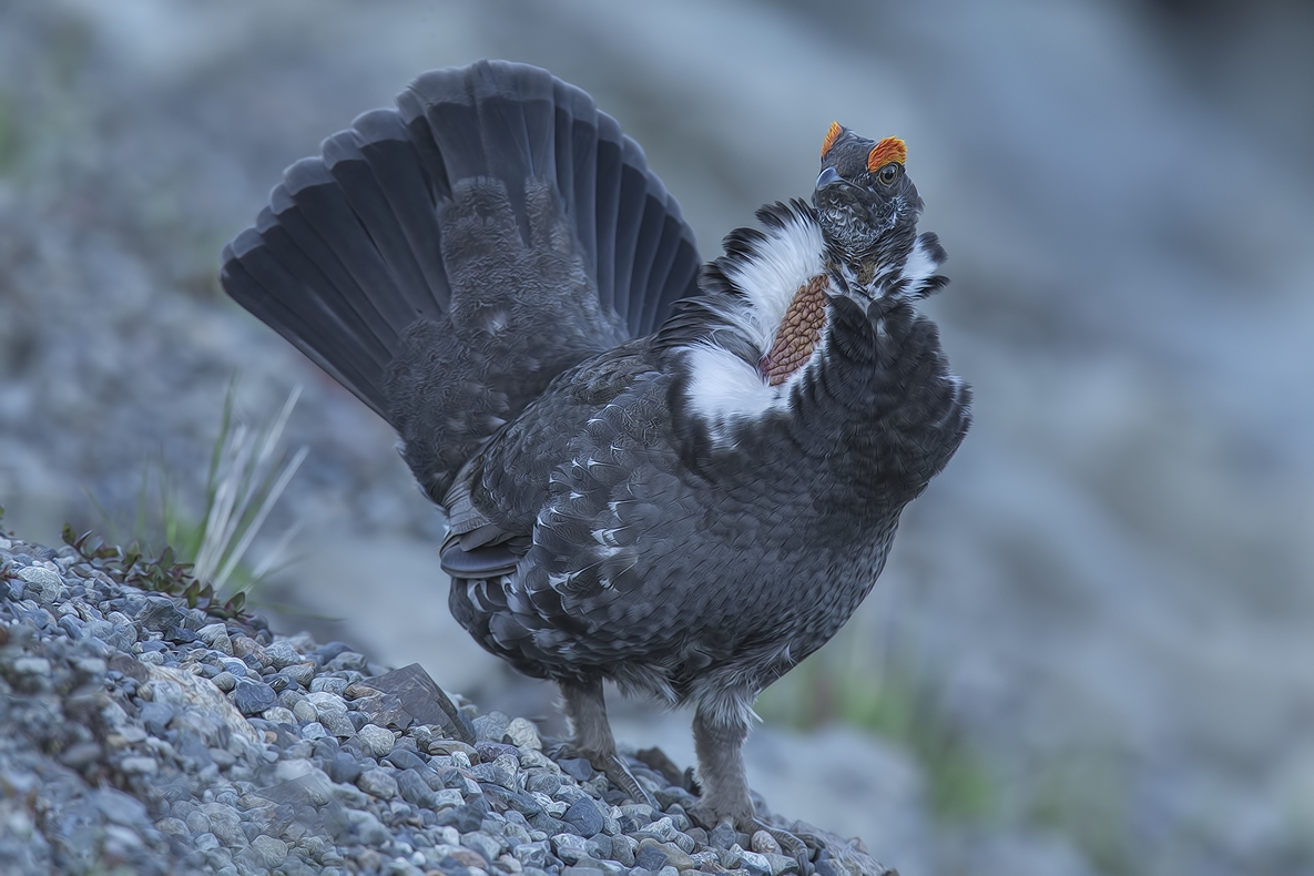 Natures's Pic's Online