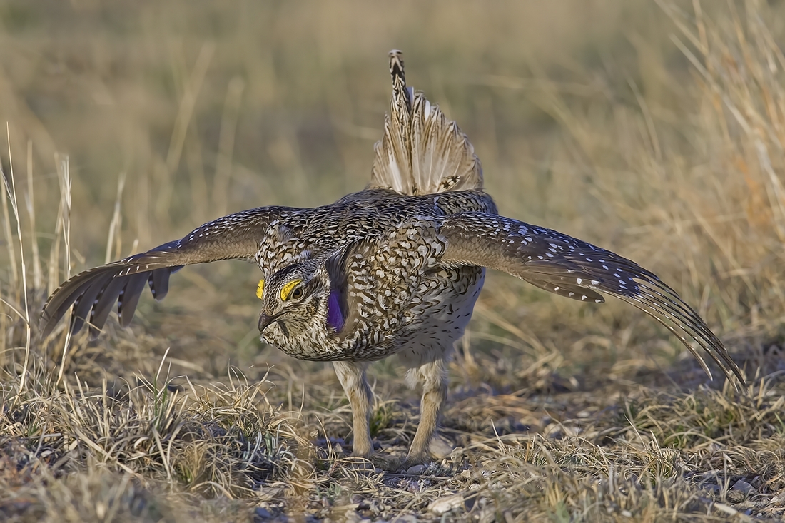 South Dakota - Late April, 2010