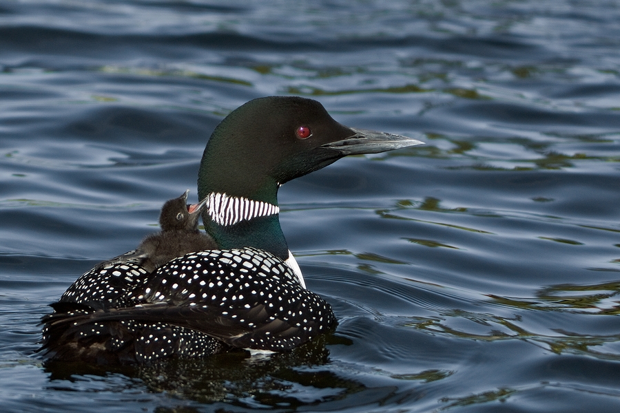 Logan Lake, British Columbia - June, 2010